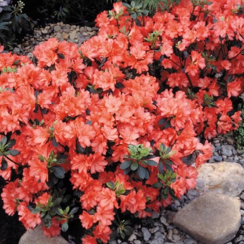 Azalia japońska Orange Beauty doniczka 2L